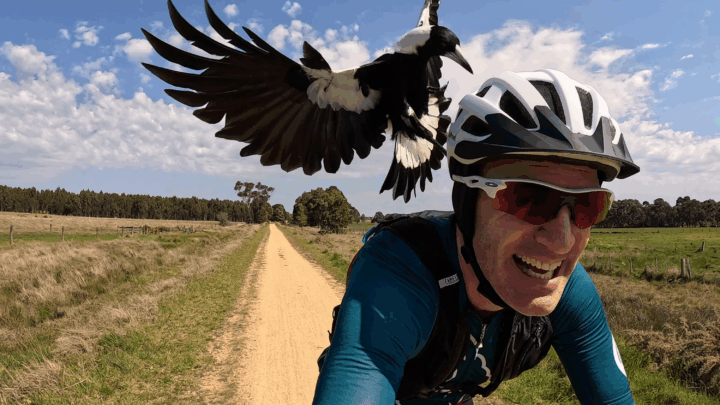 Beware of swooping Magpies in Spring - Bicycling Australia
